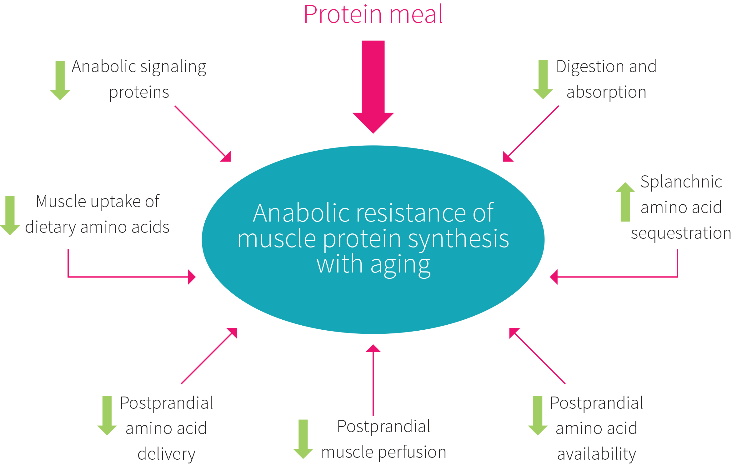 Can resistance exercise before bed rest help prevent muscle loss ...