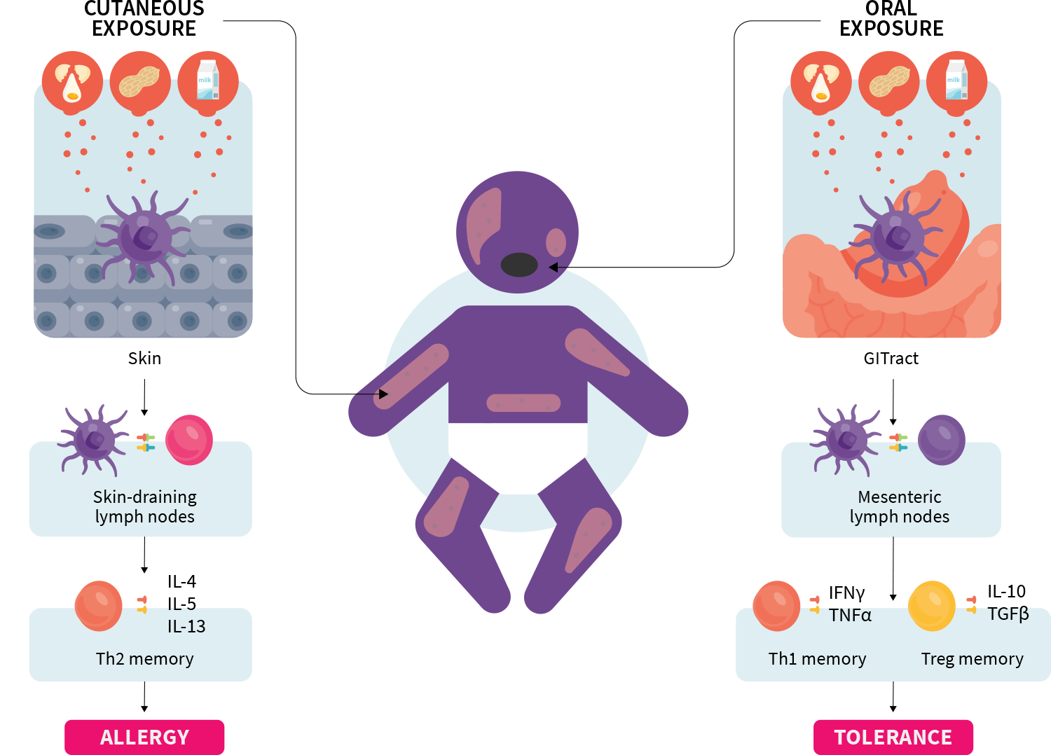 Does early introduction of allergenic foods reduce the risk of food ...