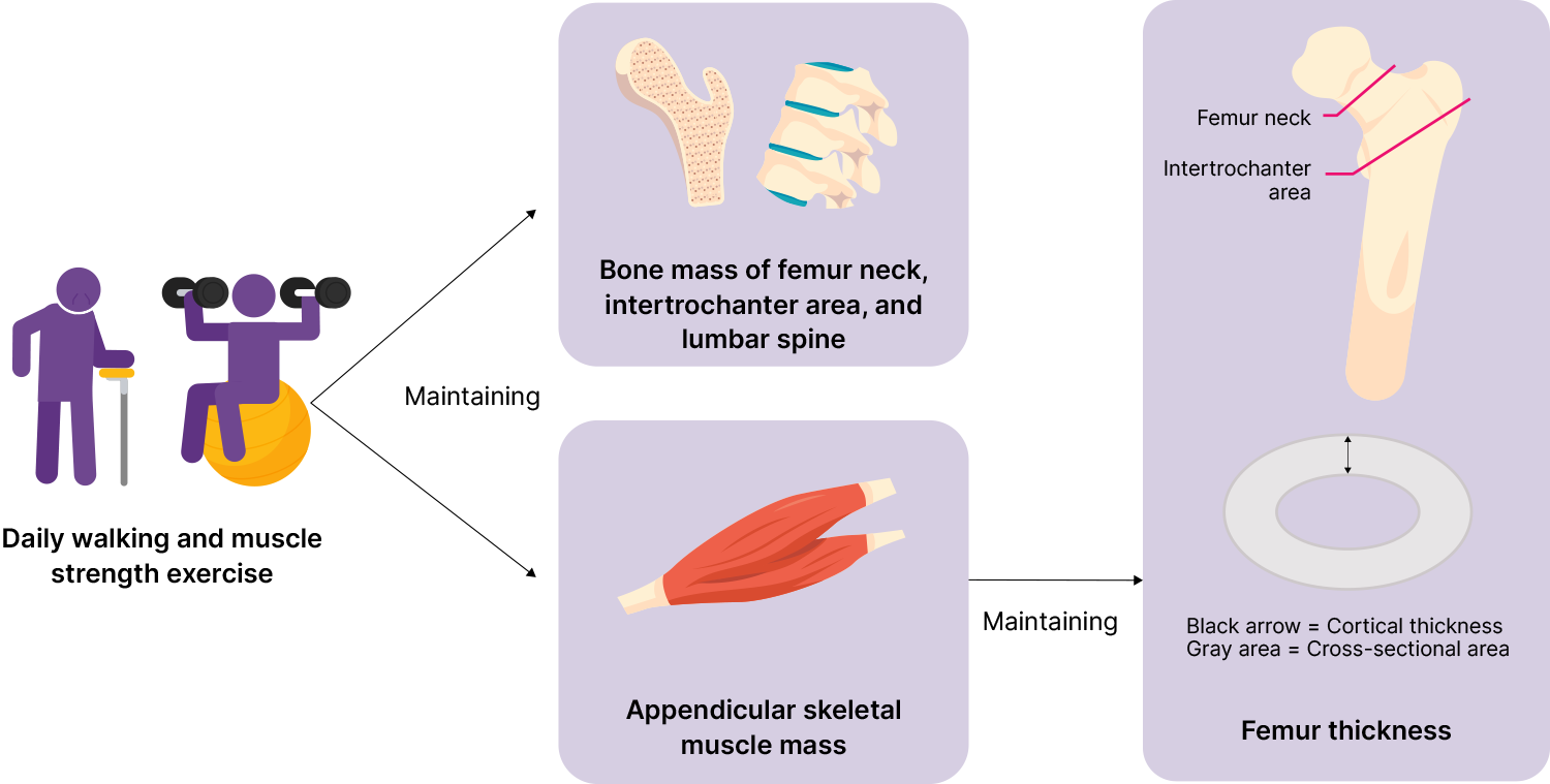 Walking and resistance exercise for bone and muscle maintenance in ...